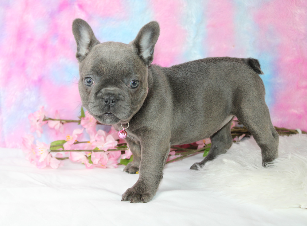 Piper - Blue Diamond Family Pups