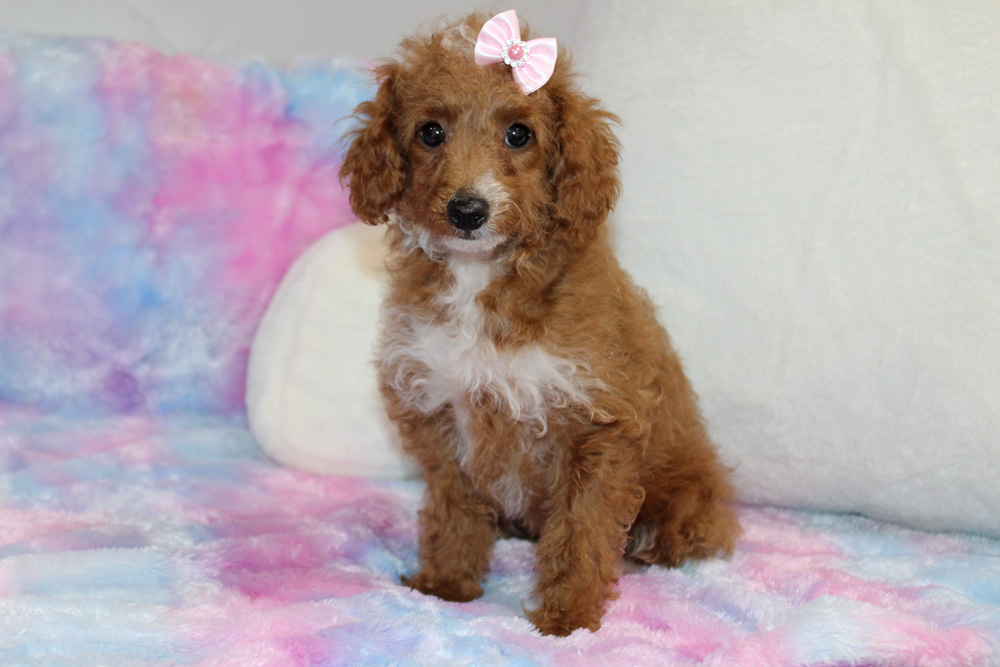 Stella - Blue Diamond Family Pups
