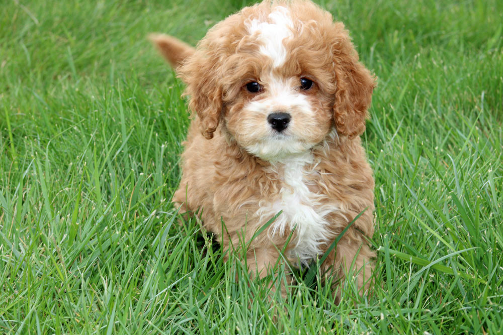 Best Designer Cavapoo Puppies for Sale | Blue Diamond Pups