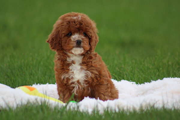 Best Designer Cavapoo Puppies for Sale | Blue Diamond Pups