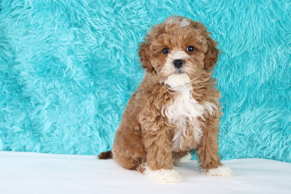 Best Designer Cavapoo Puppies for Sale | Blue Diamond Pups