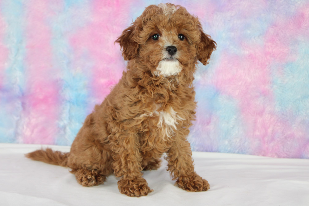 Ozzy - Blue Diamond Family Pups