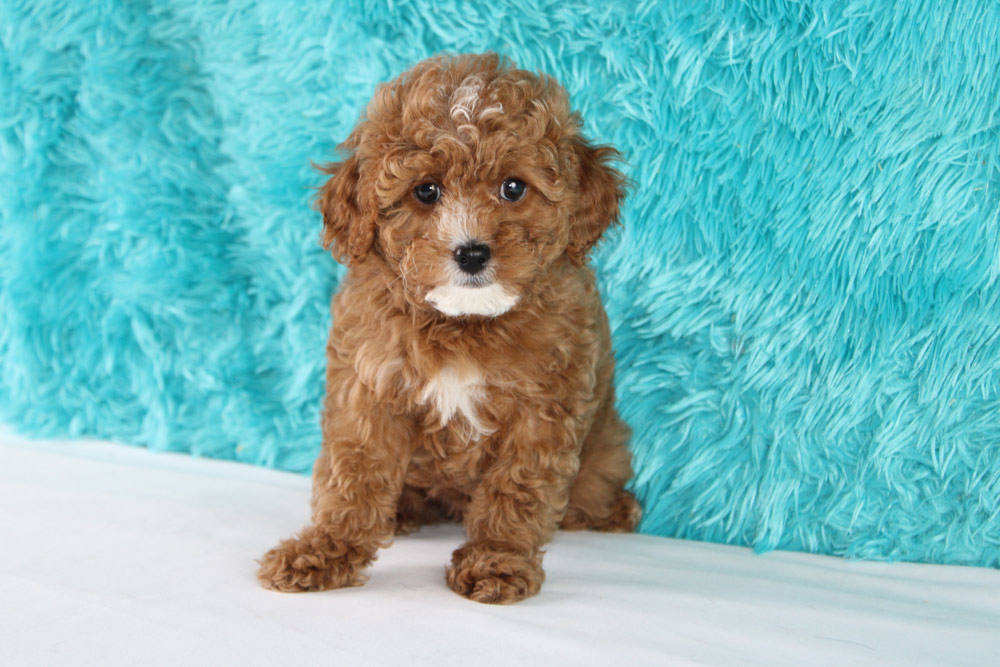 Best Designer Cavapoo Puppies for Sale | Blue Diamond Pups
