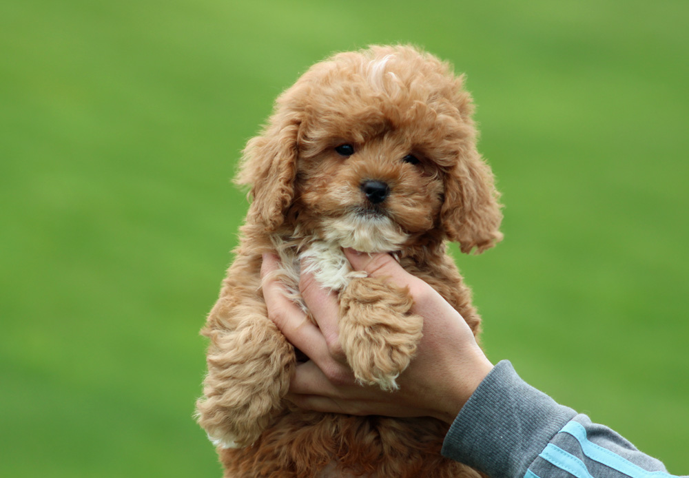 Best Designer Cavapoo Puppies for Sale | Blue Diamond Pups