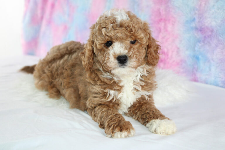 Best Designer Cavapoo Puppies for Sale | Blue Diamond Pups