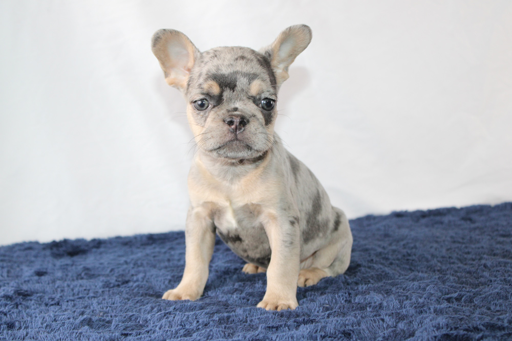 Best French Bulldog Puppies for sale in Jacksonville, FL!