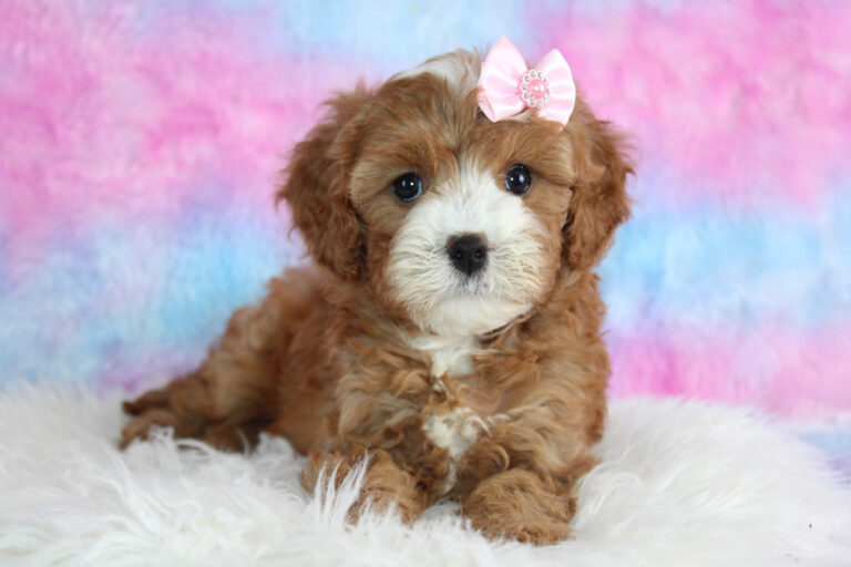 Best Designer Cavapoo Puppies for Sale | Blue Diamond Pups