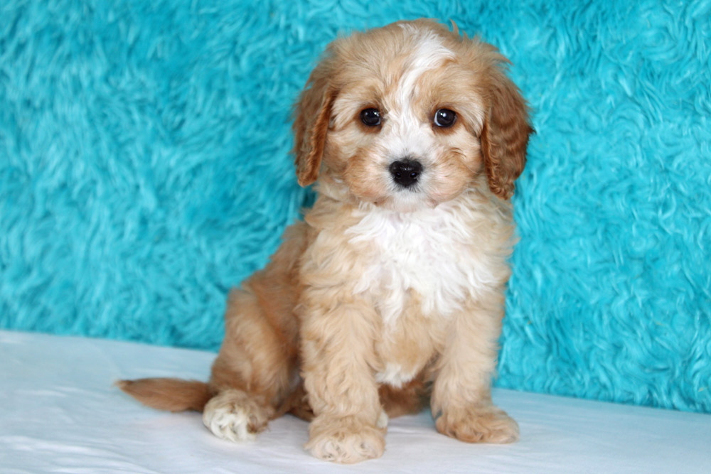 Best Designer Cavapoo Puppies for Sale | Blue Diamond Pups