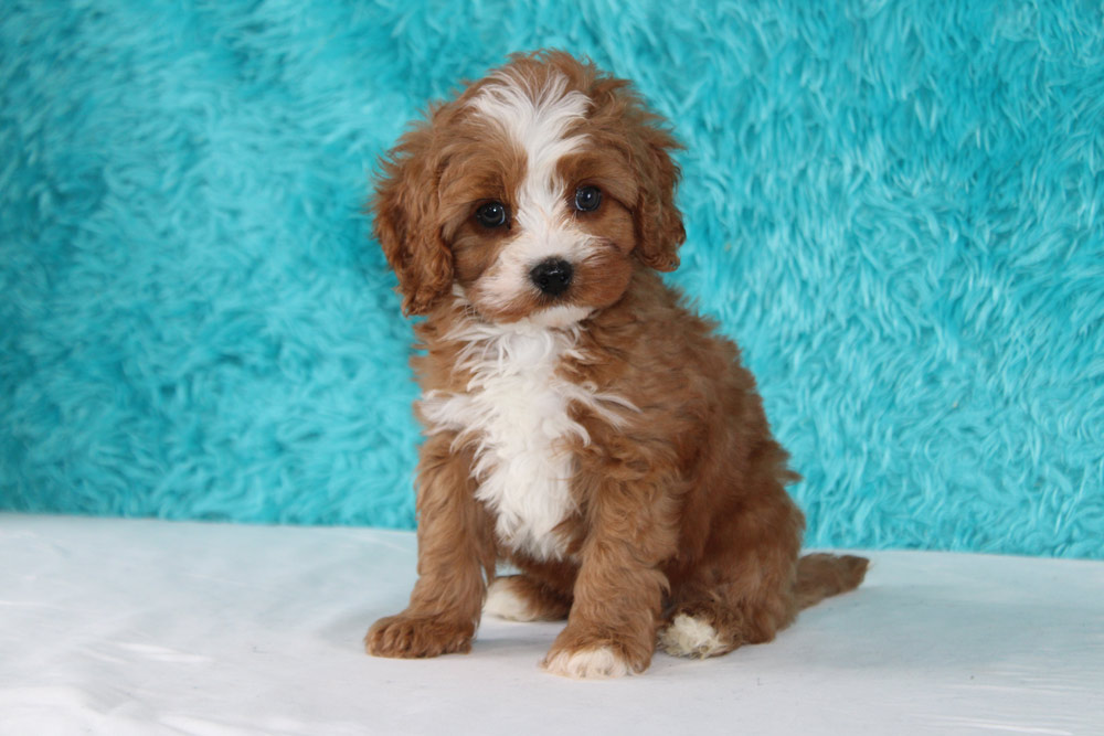Best Designer Cavapoo Puppies for Sale | Blue Diamond Pups
