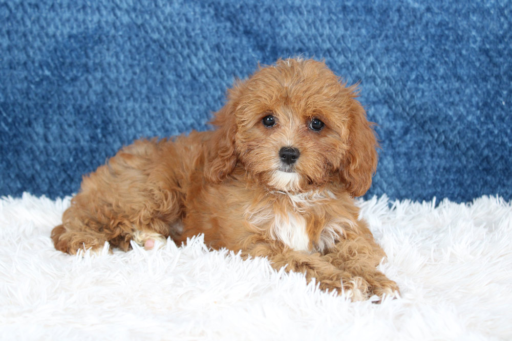 Best Designer Cavapoo Puppies for Sale | Blue Diamond Pups