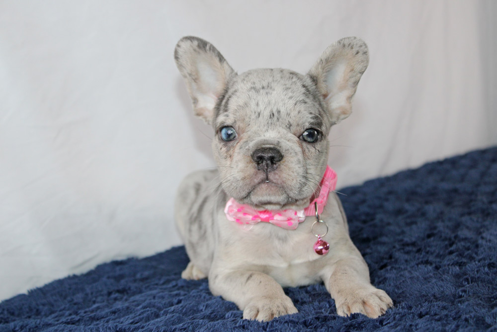 Best French Bulldog Puppies for sale in Jacksonville, FL!