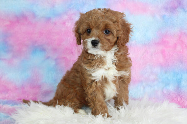 Best Designer Cavapoo Puppies for Sale | Blue Diamond Pups