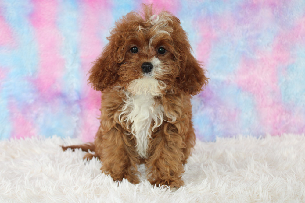 Best Designer Cavapoo Puppies for Sale | Blue Diamond Pups