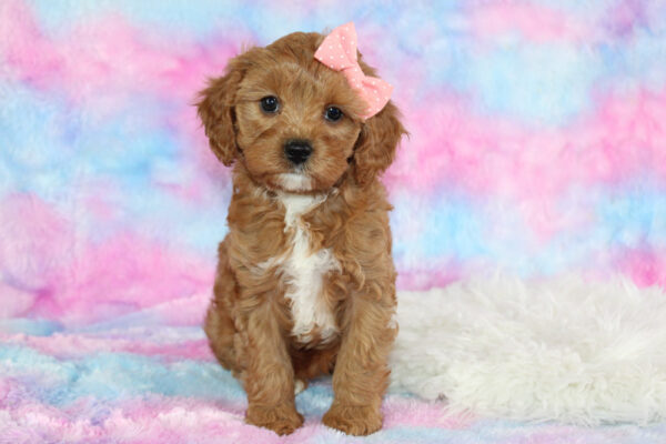 Best Designer Cavapoo Puppies for Sale | Blue Diamond Pups