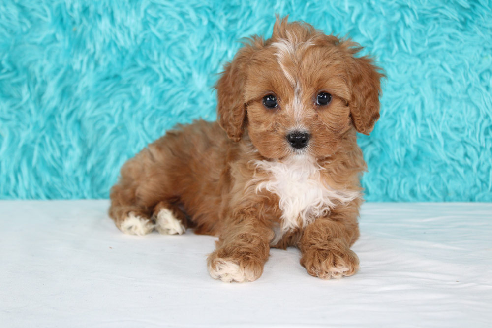 Best Designer Cavapoo Puppies for Sale | Blue Diamond Pups