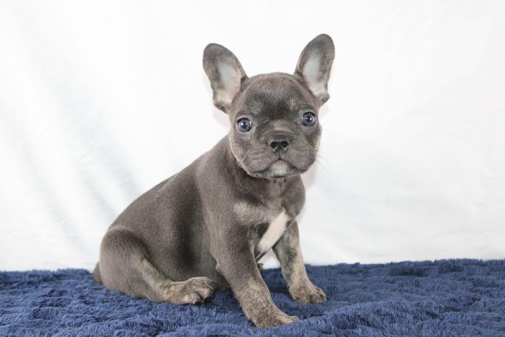 Best French Bulldog Puppies for sale in Jacksonville, FL!