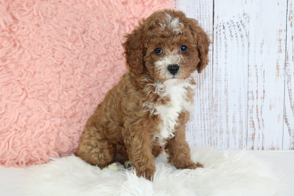 Best Designer Cavapoo Puppies for Sale | Blue Diamond Pups