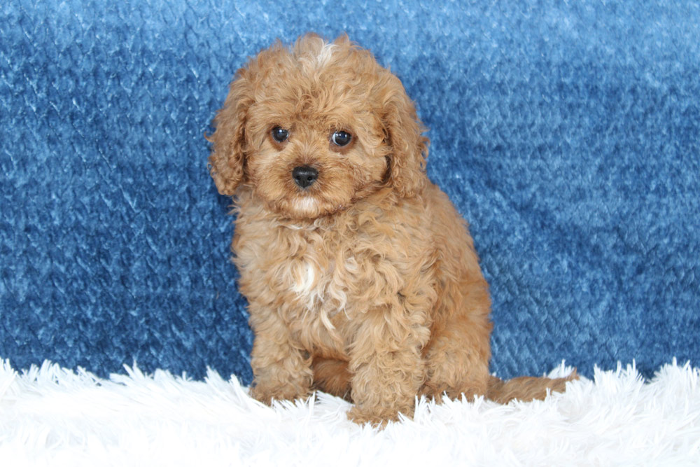 Connie - Blue Diamond Family Pups