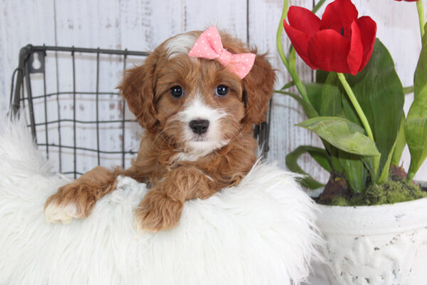 Best Designer Cavapoo Puppies for Sale | Blue Diamond Pups