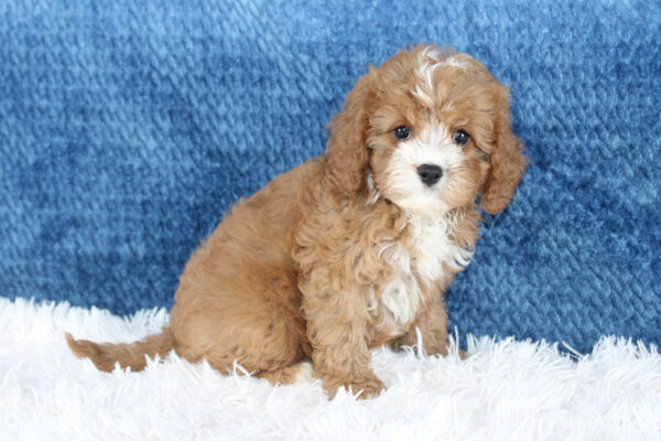 Best Designer Cavapoo Puppies for Sale | Blue Diamond Pups