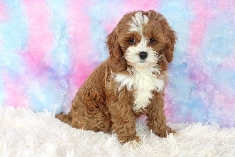Best Designer Cavapoo Puppies for Sale | Blue Diamond Pups