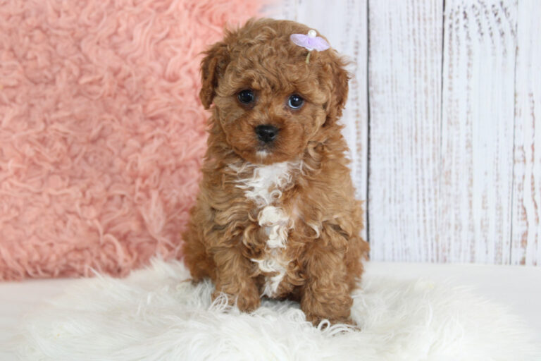 Best Designer Cavapoo Puppies for Sale | Blue Diamond Pups