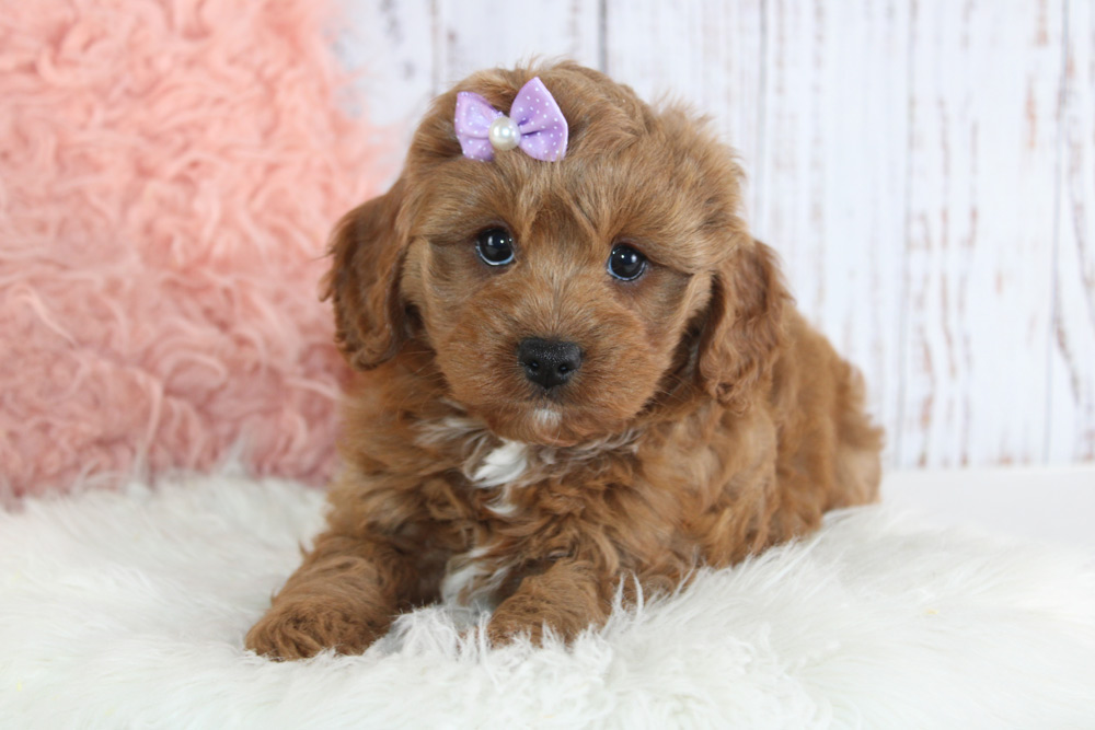 Best Designer Cavapoo Puppies for Sale | Blue Diamond Pups