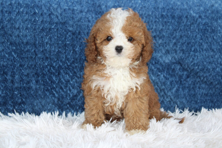 Best Designer Cavapoo Puppies for Sale | Blue Diamond Pups