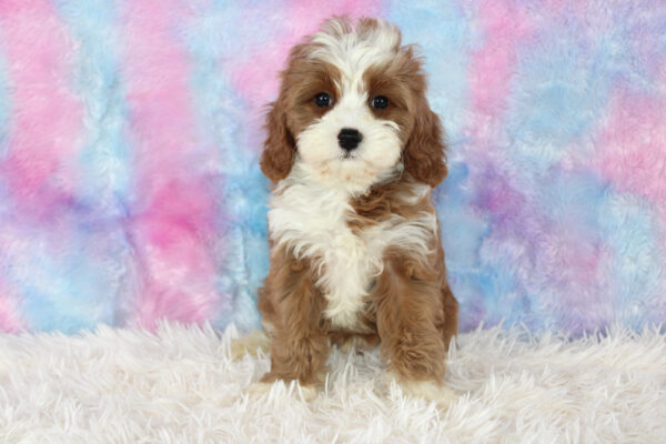 Best Designer Cavapoo Puppies for Sale | Blue Diamond Pups