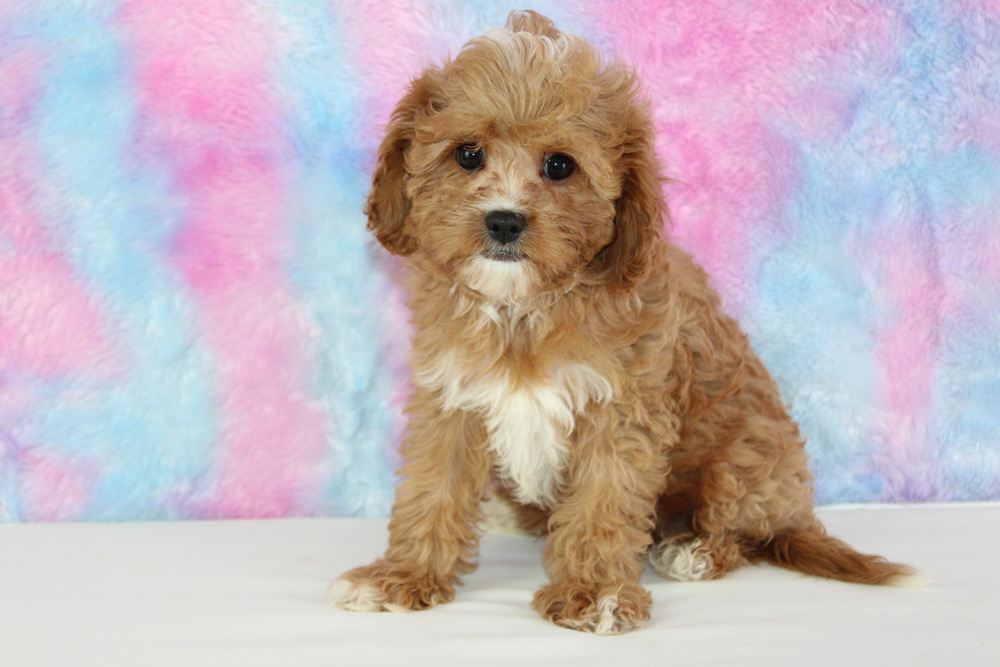 Best Designer Cavapoo Puppies for Sale | Blue Diamond Pups