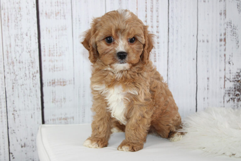 Best Designer Cavapoo Puppies for Sale | Blue Diamond Pups
