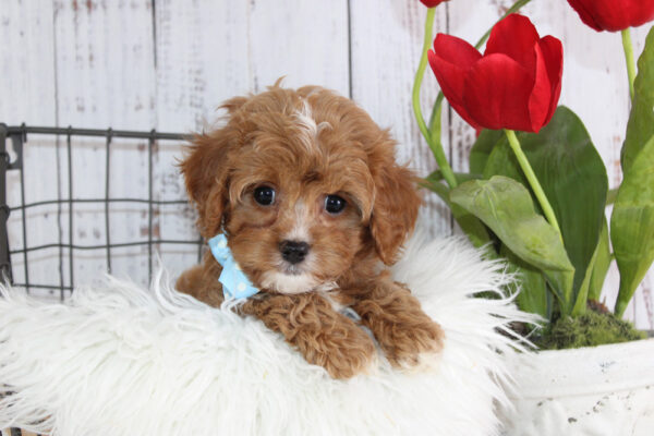 Best Designer Cavapoo Puppies for Sale | Blue Diamond Pups