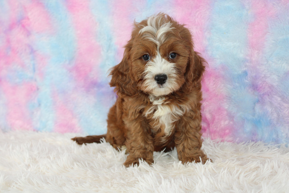 Best Designer Cavapoo Puppies for Sale | Blue Diamond Pups