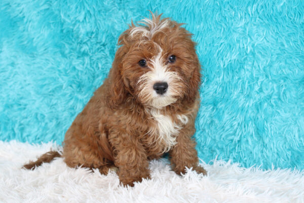 Best Designer Cavapoo Puppies for Sale | Blue Diamond Pups