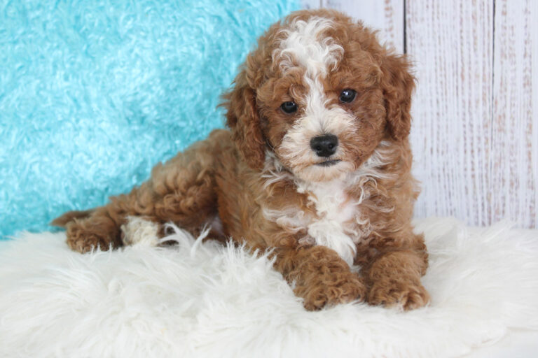 Best Designer Cavapoo Puppies for Sale | Blue Diamond Pups