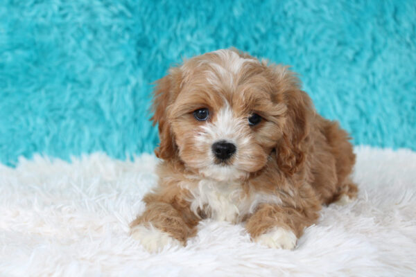 Best Designer Cavapoo Puppies for Sale | Blue Diamond Pups