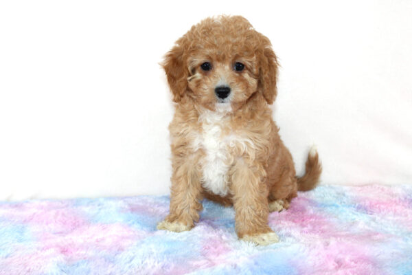 Best Designer Cavapoo Puppies for Sale | Blue Diamond Pups