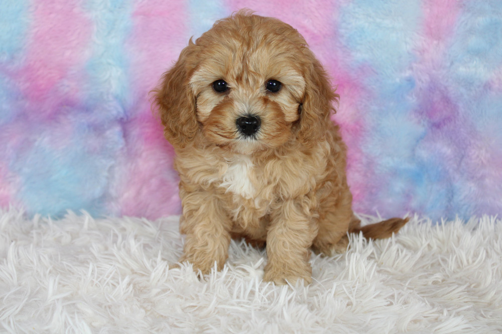 Best Designer Cavapoo Puppies for Sale | Blue Diamond Pups