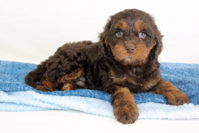 Best Designer Cavapoo Puppies for Sale | Blue Diamond Pups