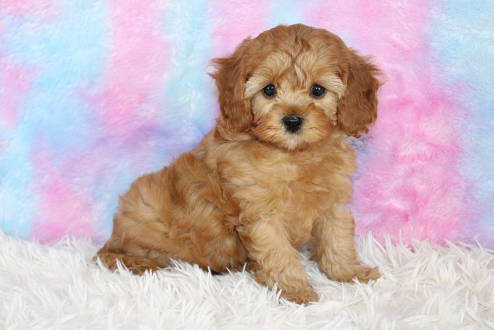 Best Designer Cavapoo Puppies for Sale | Blue Diamond Pups