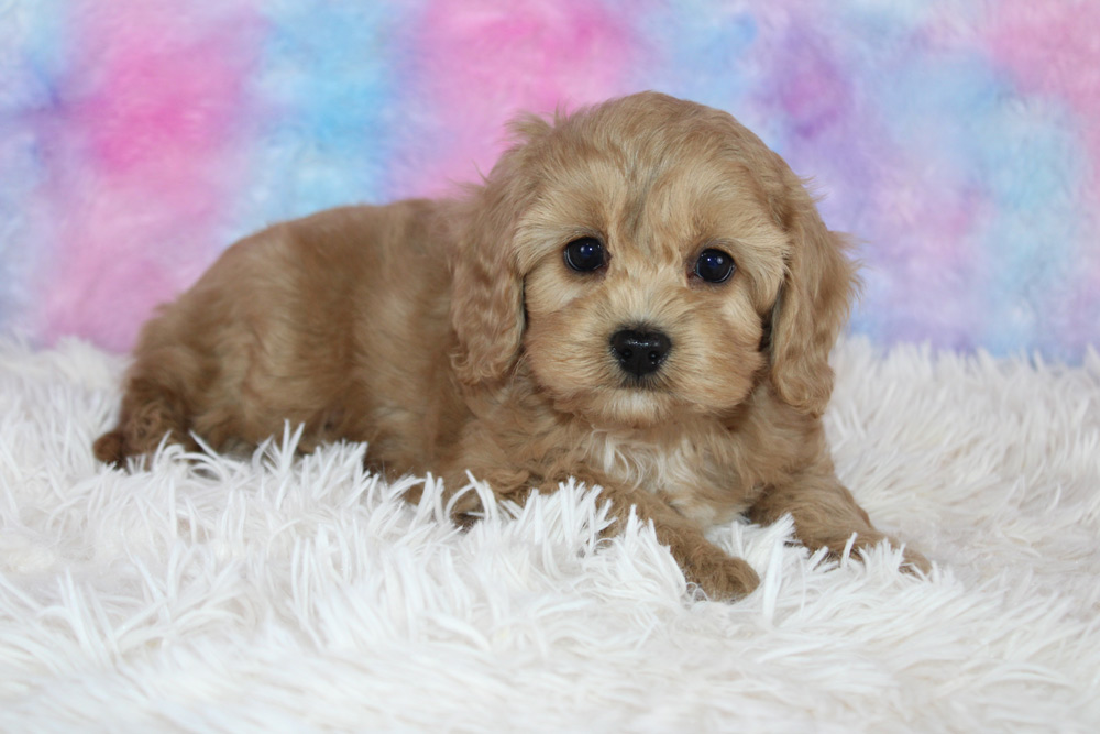Best Designer Cavapoo Puppies for Sale | Blue Diamond Pups