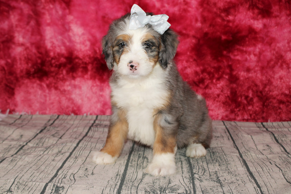 Cocoa - Blue Diamond Family Pups