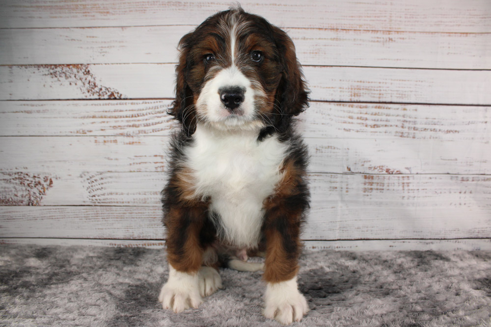 Colton - Blue Diamond Family Pups