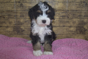 Micro Bernedoodles - Blue Diamond Family Pups