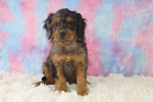 Best Designer Cavapoo Puppies for Sale | Blue Diamond Pups