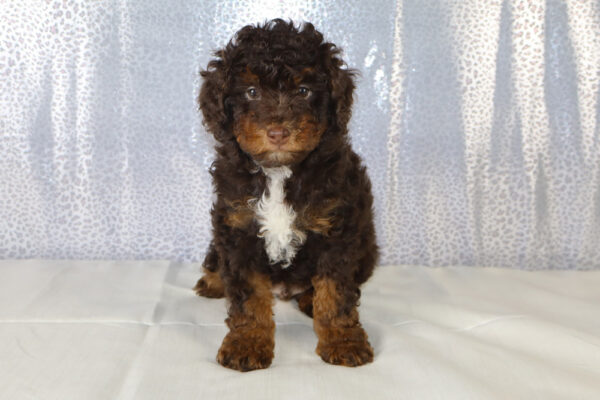 Micro Bernedoodles - Blue Diamond Family Pups