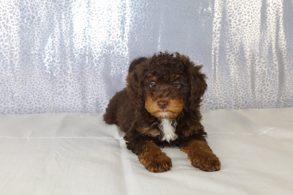 Casper - Blue Diamond Family Pups
