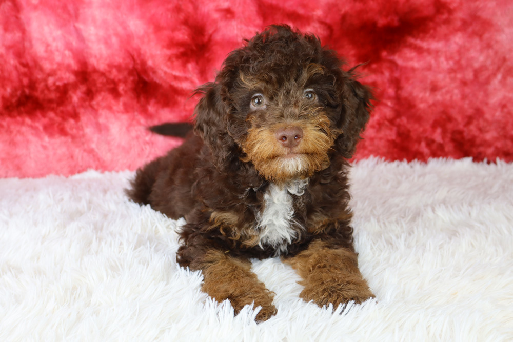 Micro Bernedoodles - Blue Diamond Family Pups