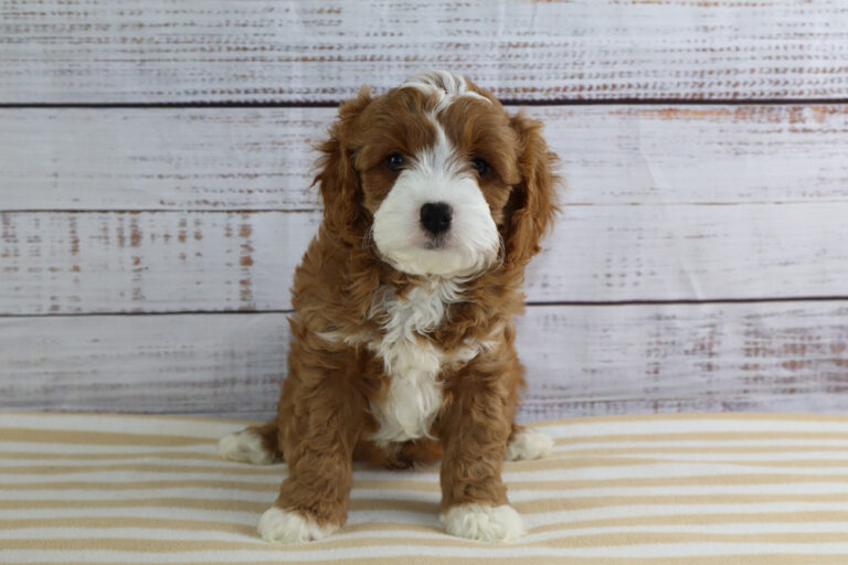 Best Designer Cavapoo Puppies for Sale | Blue Diamond Pups