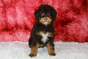 Micro Bernedoodles - Blue Diamond Family Pups
